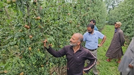 hailstorm damages apple orchards Hindi News: hailstorm damages apple ...