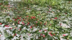 Shopian hailstorm Hindi News: Shopian hailstorm की ताज़ा खबरे | Shopian ...